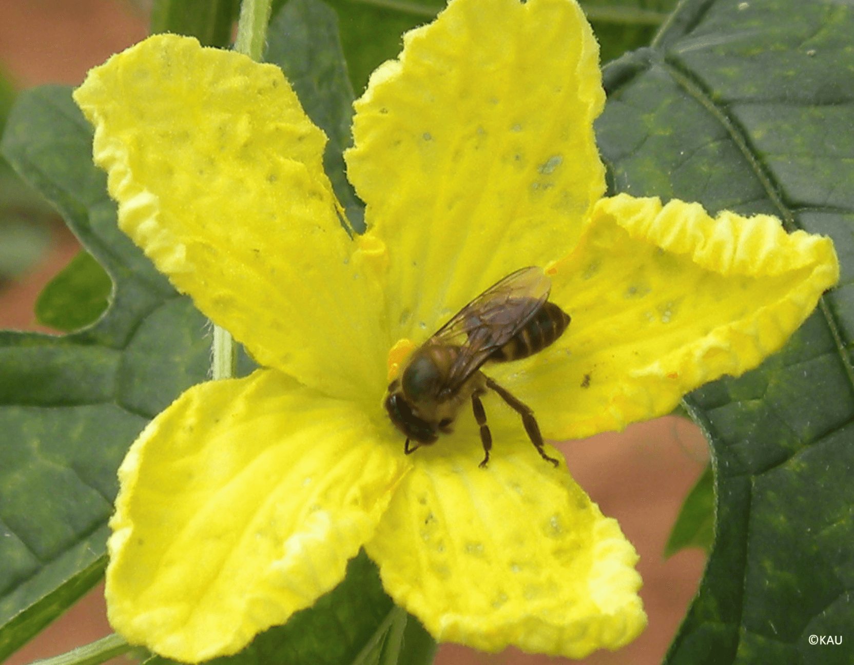 The Vital Role of Bees in Ensuring Food Security and Nutrition| AESA