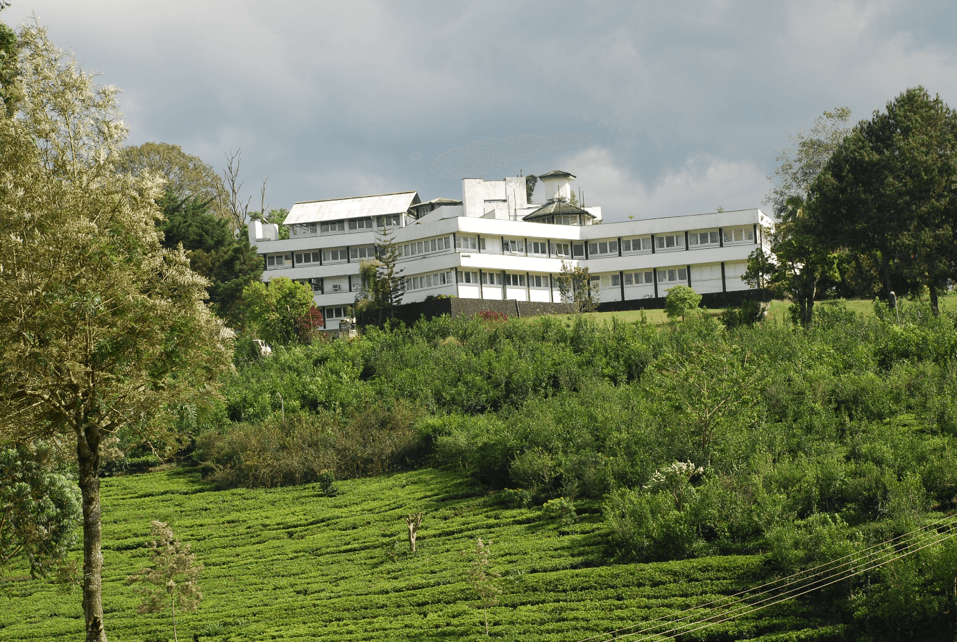 Blog-240-A Century of Knowledge Sharing for Innovation in Ceylon Tea | AESA
