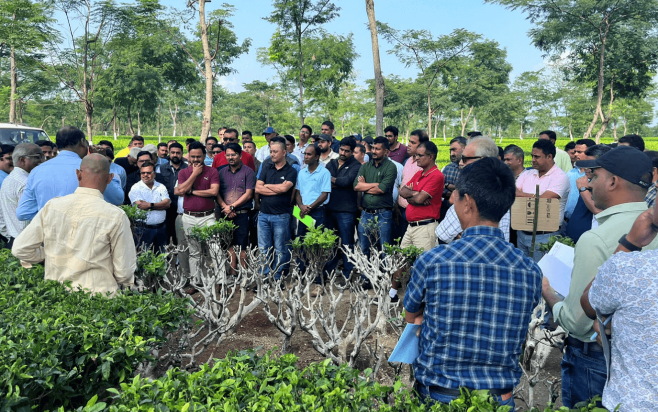 How TRA is Shaping the Future of the Indian Tea Industry | AESA